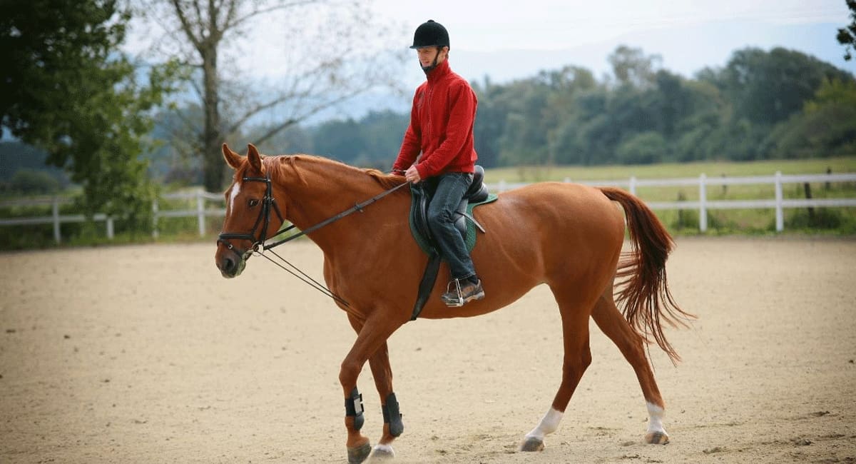 Horse Riding Tips: A Complete Guide