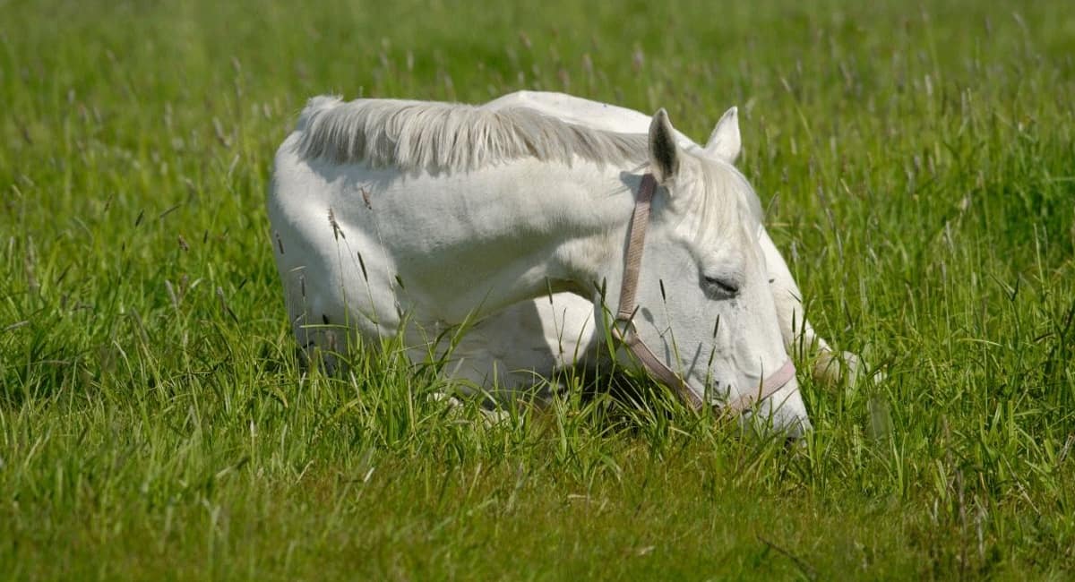 How Do Horses Sleep? Guide to Horses’ Strange Sleeping Habits