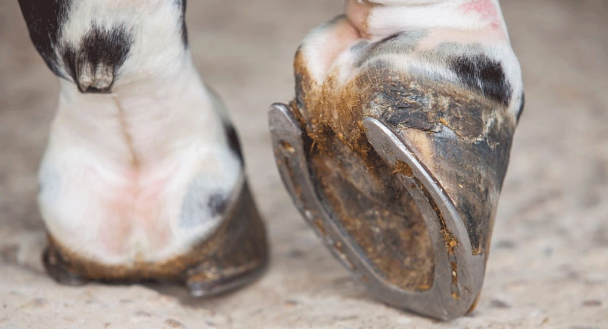 The Parts of a Horse Hoof: Your Ultimate Guide